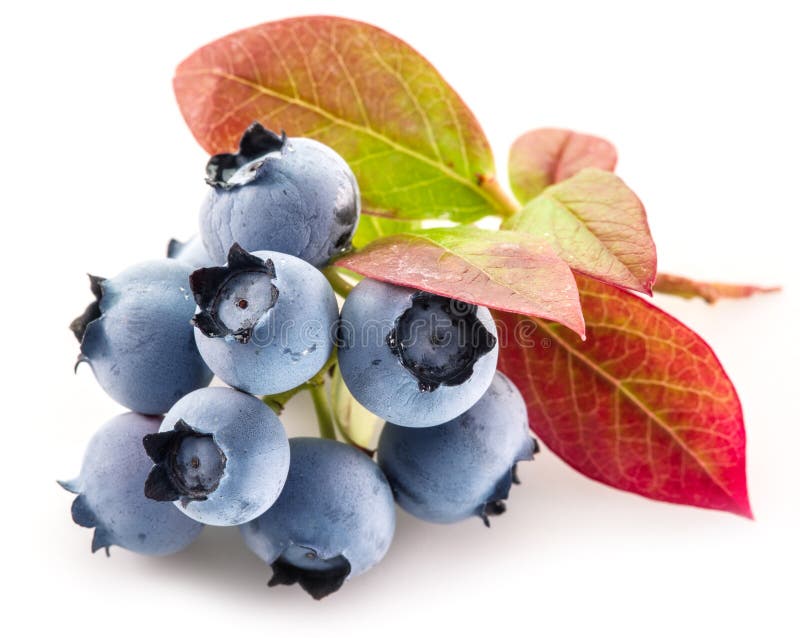 Myrtilles Mûres Sur Un Buisson De Myrtille Image stock - Image du été ...