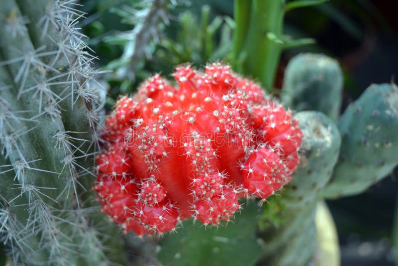 Myrtillocalycium - Small Red Cactus Bud Stock Photo - Image of cover ...