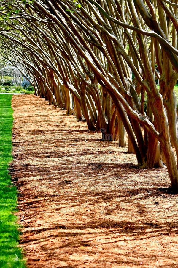 1,190 Myrtle Trees Stock Photos - Free & Royalty-Free Stock Photos from ...