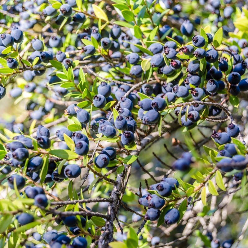 Myrtle berries background stock photo. Image of spice - 104695416