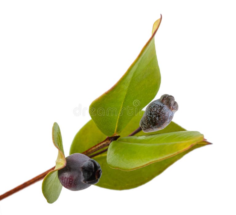 Myrtle branch with berries stock image. Image of myrthen - 172923983