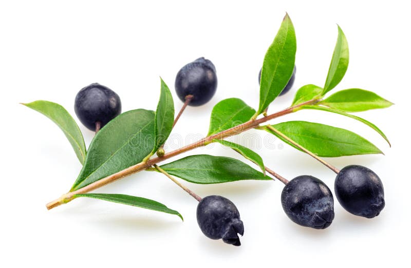 Myrtle Branch with Leaves and Berries Isolated on White Background ...