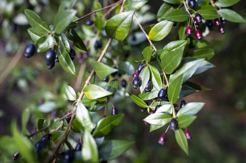 Myrtle branch stock photo. Image of seasonal, foliage - 350483404