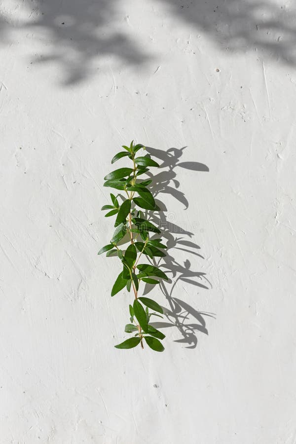 Myrtle Branch on White Background with Leaves Shadows Stock Photo ...