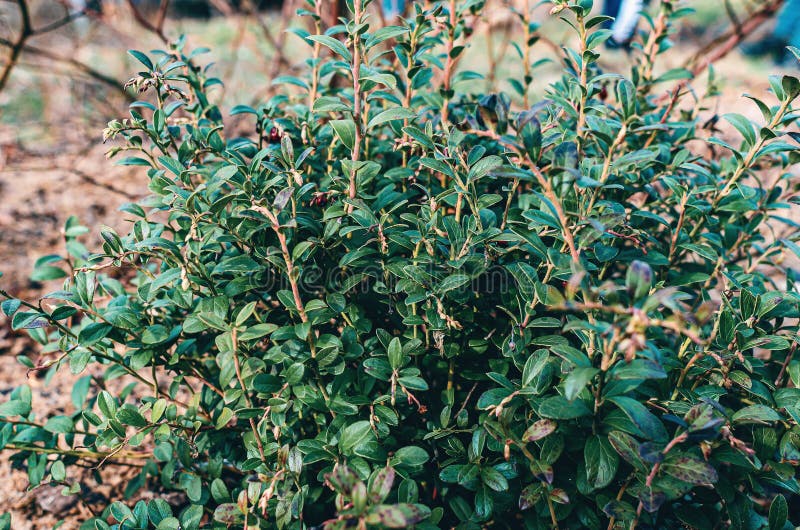 Myrtle Bush in the Garden in Garden. Young Myrtle Bush Stock Image ...