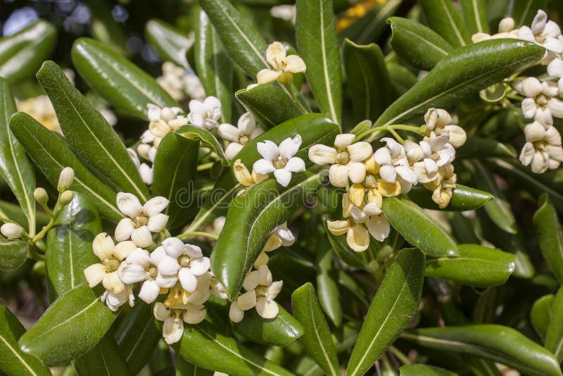 Myrtle Bush and White Flowers Stock Photo - Image of garden, color ...