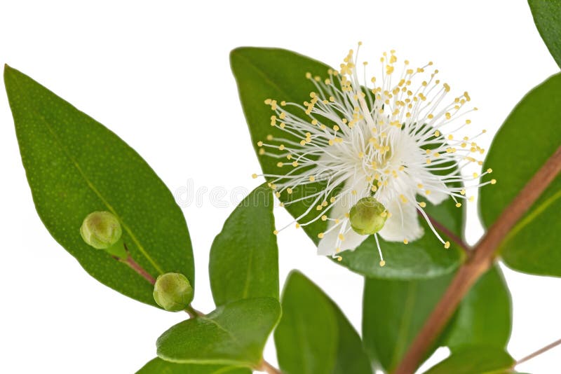 Myrtle flowers stock image. Image of leaves, myrthen - 157424689