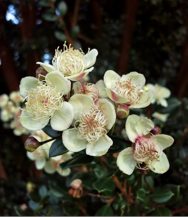Myrtle Flower stock photo. Image of common, plant, garden - 84888014