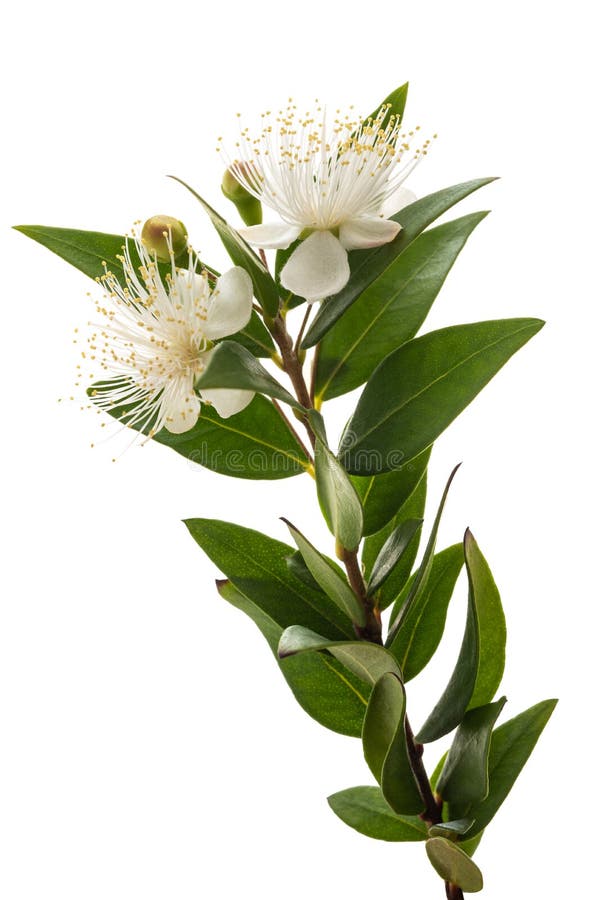 Myrtle flowers stock image. Image of leaves, myrthen - 157424689