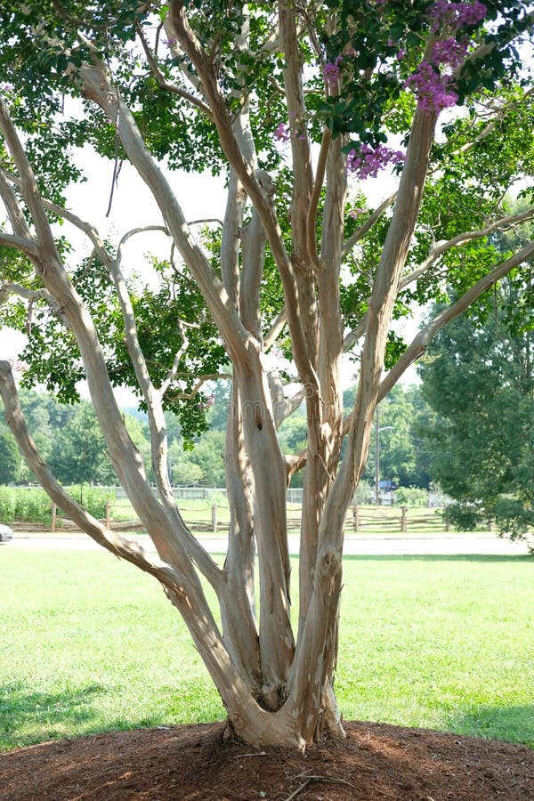 Myrtle stock image. Image of stem, yard, myrtle, backyard - 99115909