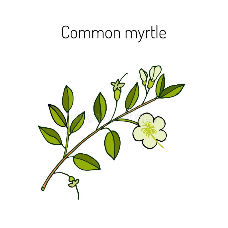 Myrtle or Myrtus communis stock vector. Illustration of ornamental ...