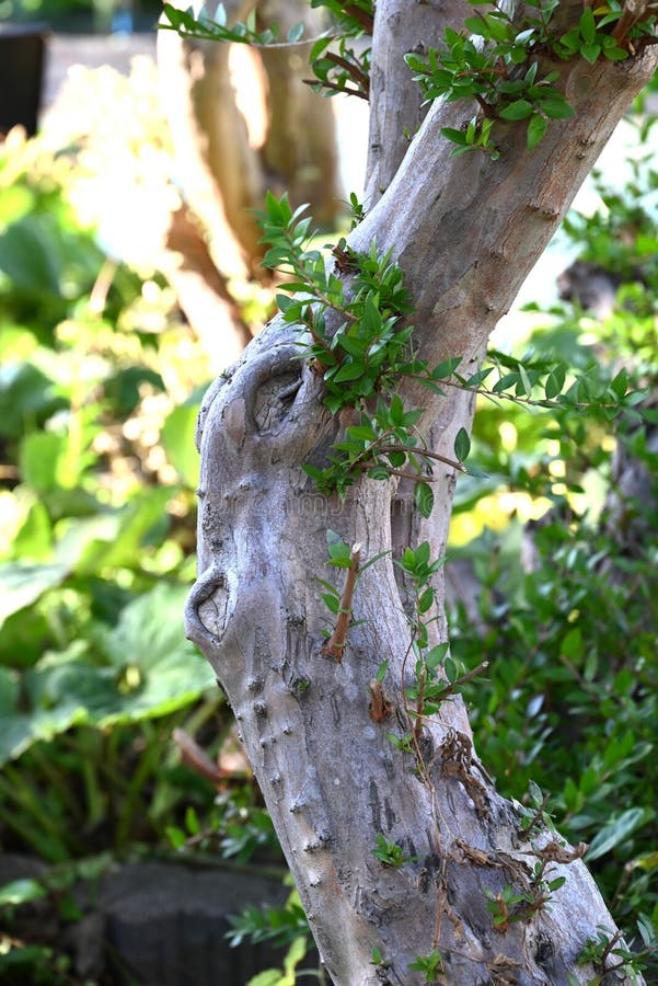 Myrtle ( Myrtus Communis ) Tree. Myrtaceae Ebergreen Shrub Stock Photo ...