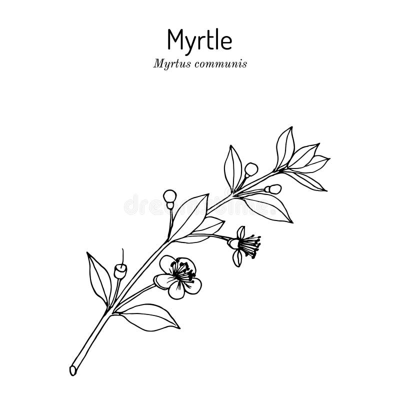 Myrtle or Myrtus Communis, Vector Illustration Stock Illustration ...