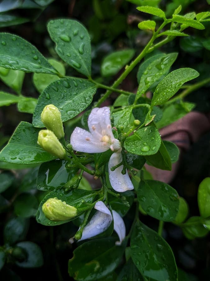 Myrtle is a Plant that Comes from the Rutaceae Family 1 Stock Photo ...
