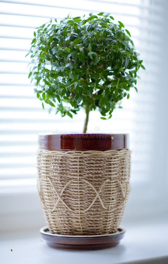 Myrtle tree stock image. Image of botany, indoors, home - 7094997