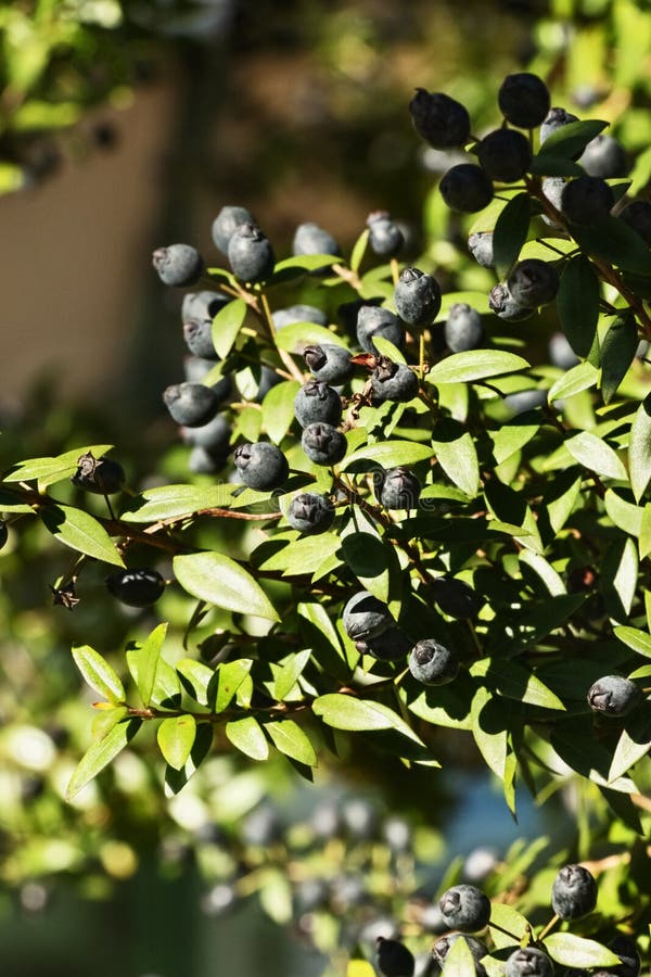Myrtle Tree with Black Berry Stock Photo - Image of life, close: 134576982