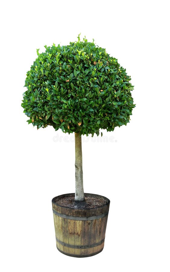 Myrtle tree stock photo. Image of nature, leaf, houseplant - 97031222