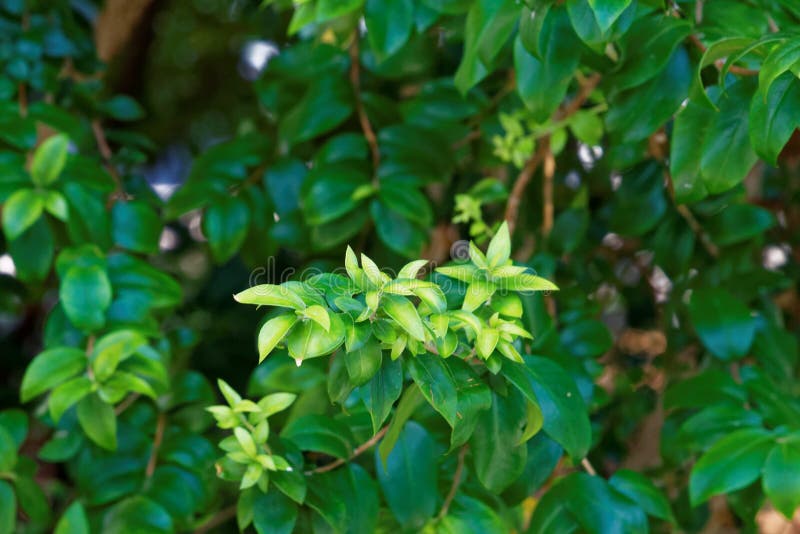Myrtus Communis, El Mirto Común Imagen de archivo - Imagen de perenne ...