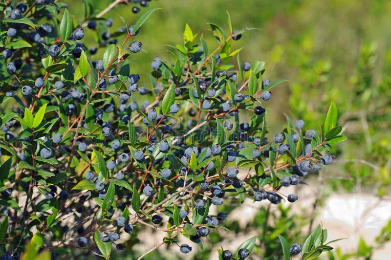 Myrtus Communis, Il Mirto Comune Fotografia Stock - Immagine di bacche ...