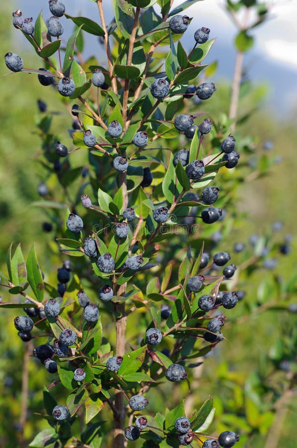 Myrtus Communis, Le Myrte Commun Photo stock - Image du baie, buisson ...