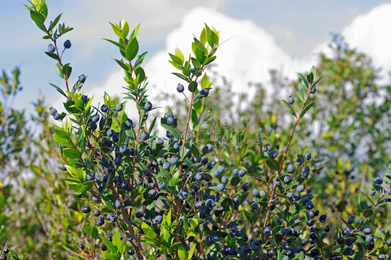 Myrtus Communis, Le Myrte Commun Photo stock - Image du baie, buisson ...