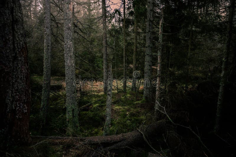 Mysitc View of a Forest with Tall Thin Trees Stock Image - Image of ...