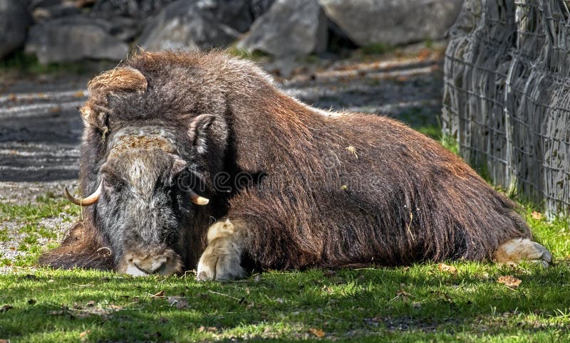 Oxe för musk 3 fotografering för bildbyråer. Bild av angus - 8754391