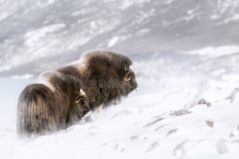 Myskoxe, Ovibosmoschatus, Med Berget Och Insnöat Bakgrunden, Stort Djur ...