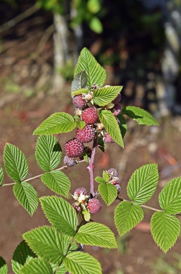 Mysore Raspberry Fruits on Orchard in Teresopolis Stock Photo - Image ...