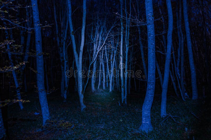 Mysterious Autumn Forest in the Moonlight Stock Photo - Image of forest ...