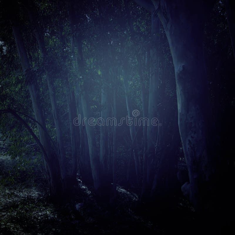 Mysterious Background of Dark and Haunted Forest. Stock Photo - Image ...