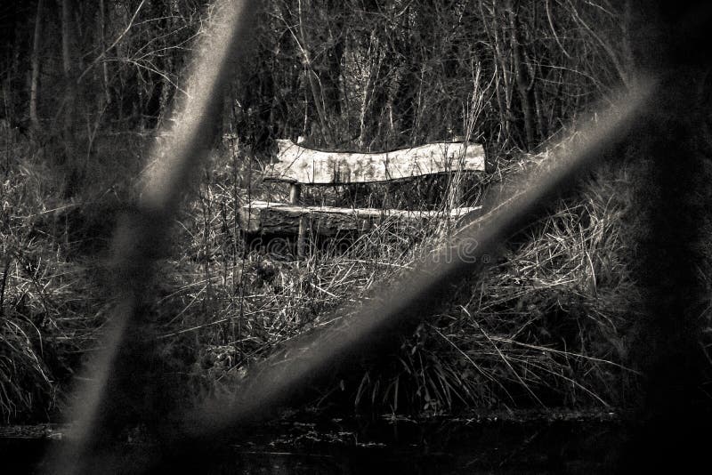 Lone Bench in a Creepy Forest Stock Photo - Image of bench, forest: 113362478