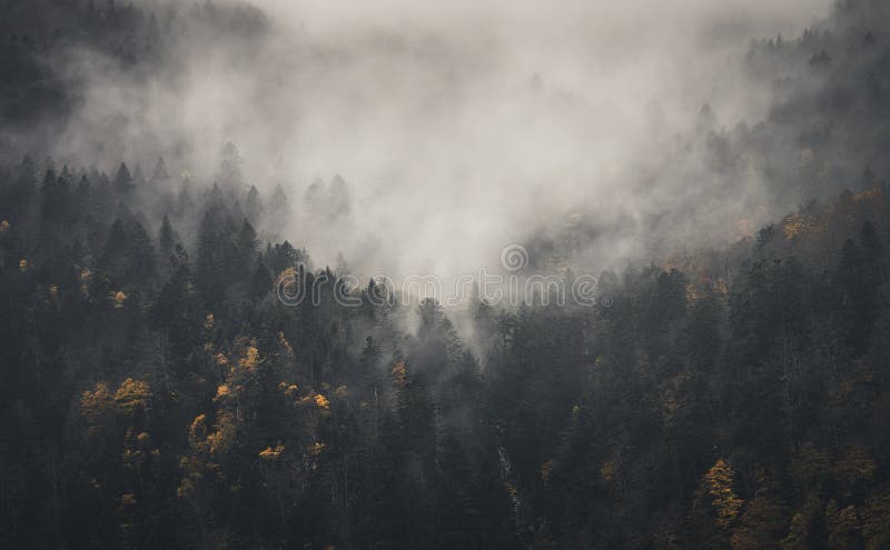 Mysterious Black Forest in the Mist Stock Photo - Image of scenic ...
