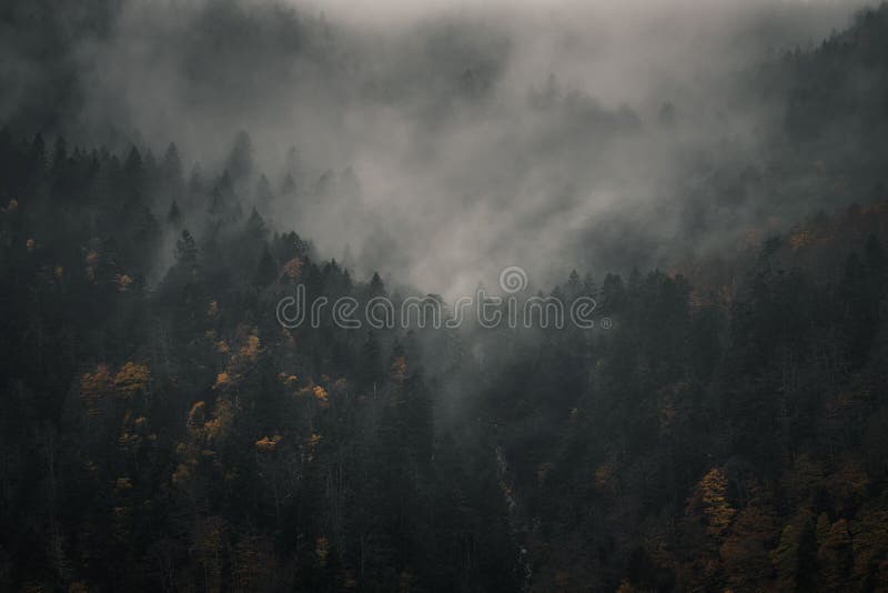Mysterious Black Forest in the Mist Stock Photo - Image of imagination ...