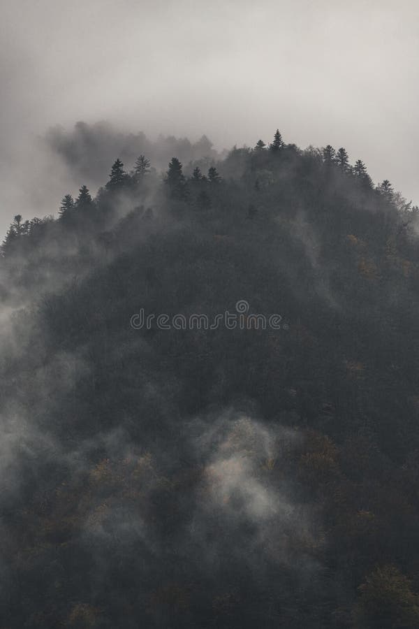 Mysterious Black Forest in the Mist Stock Photo - Image of forest ...