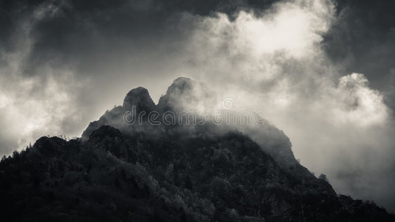 Mysterious Black Forest in the Mist Stock Photo - Image of painting ...