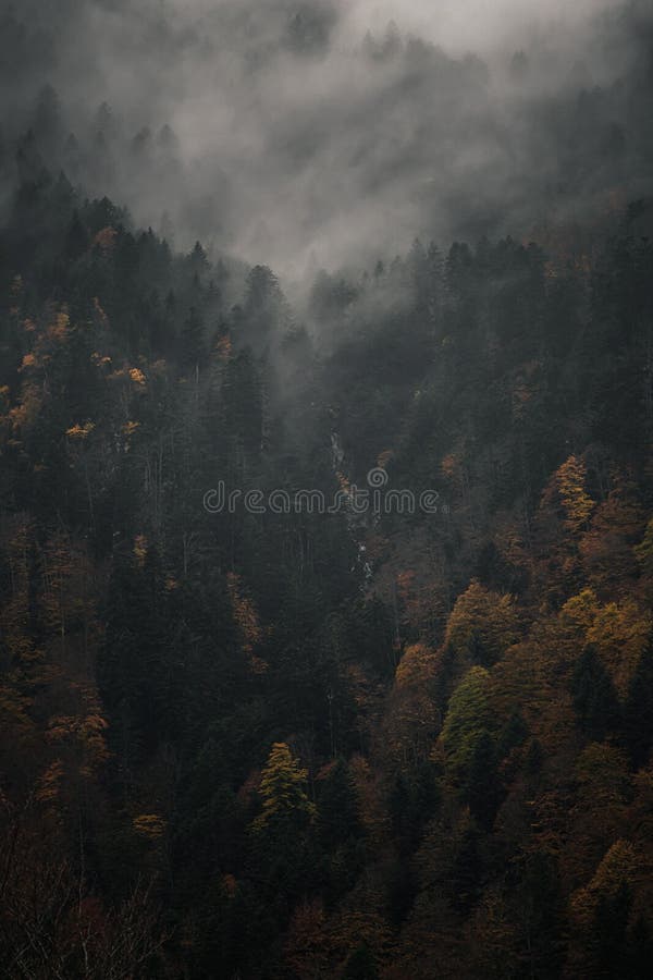 Mysterious Black Forest in the Mist Stock Image - Image of imagination ...