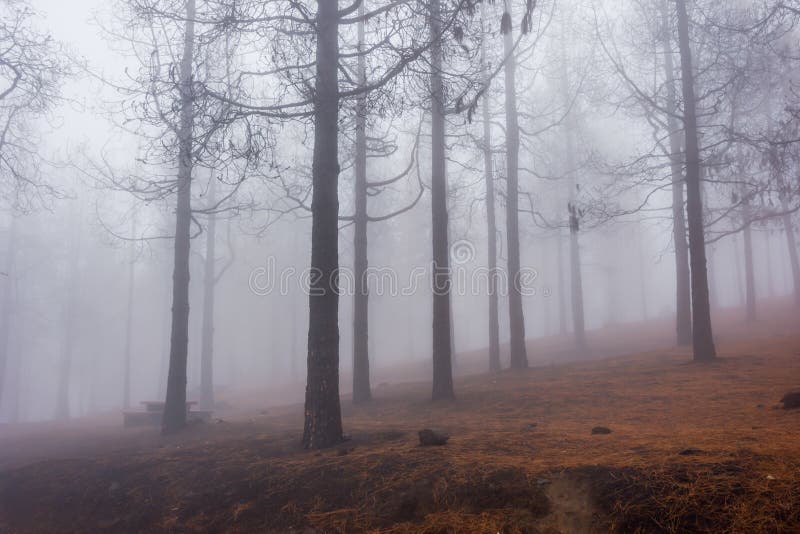 Pine forest in fog stock photo. Image of dawn, beautiful - 119013980