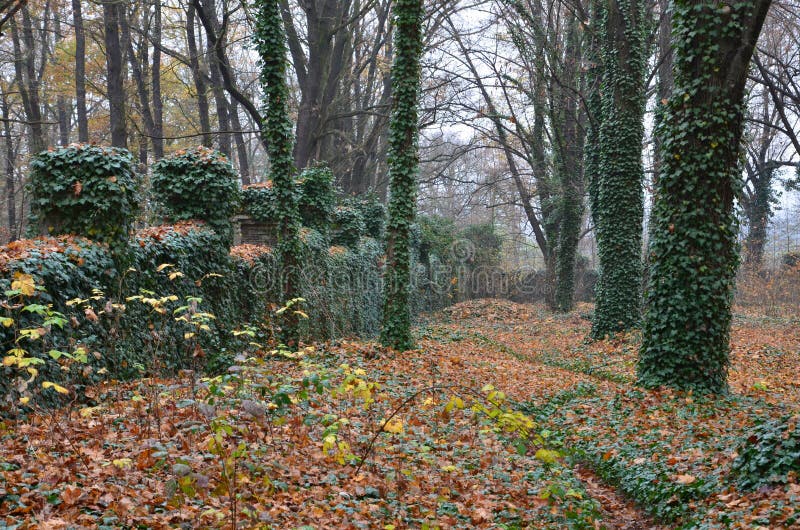 Mysterious Cemetery of Fools with Trees Stock Photo - Image of trees ...