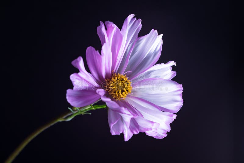 Mysterious Cosmos Flower in the Moonlight. Magic of the Night Stock ...