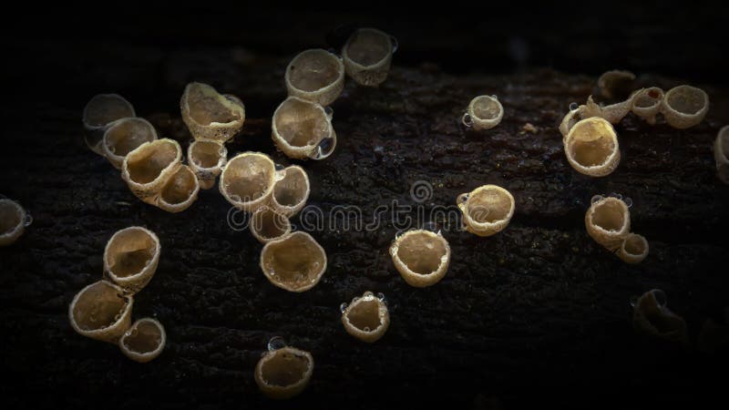 Slime Molds. the Smallest Mushrooms in the World. Nature Background ...