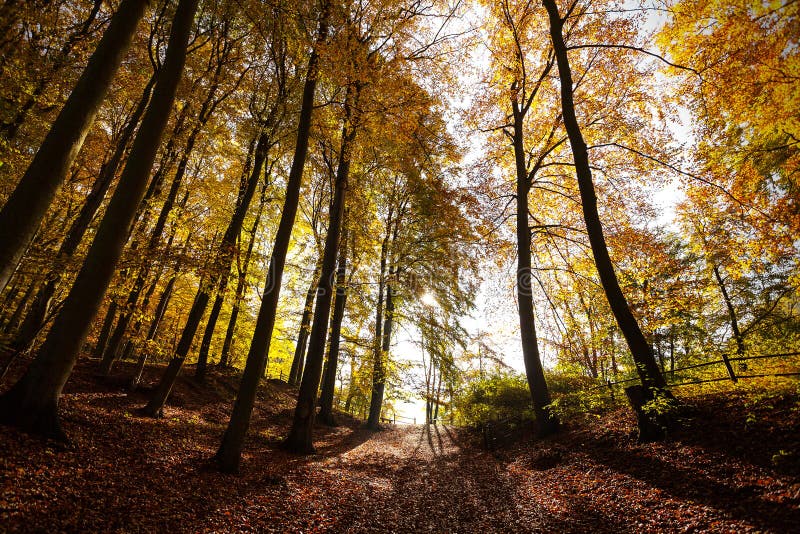 Mysterious Dark Autumn Forest Landscape Stock Photo - Image of thicket ...