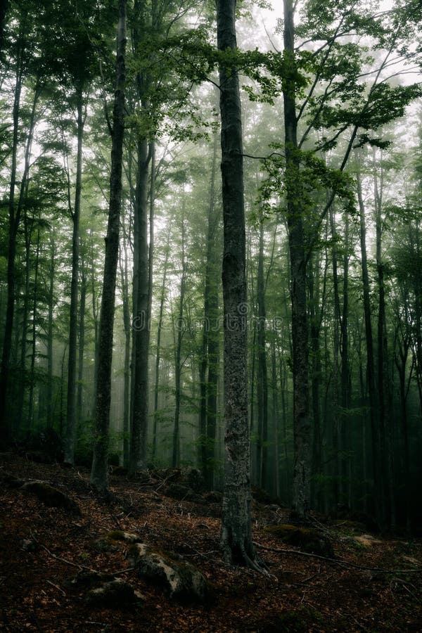 Mysterious Dark Forest in Fog Stock Photo - Image of nightmare, mist ...