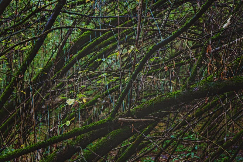 Mysterious Dark Forest with Mossy Trees. Dense Thickets, Gloomy ...