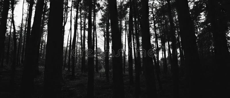 Mysterious Dark Forest Silhouette with Towering Trees in Dramatic ...