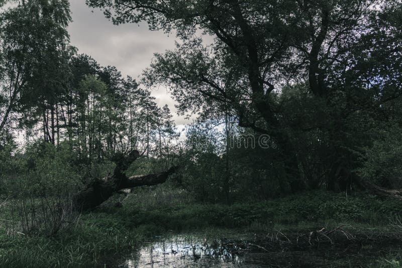 Mysterious Night Forest with Swamp Stock Photo - Image of lake ...