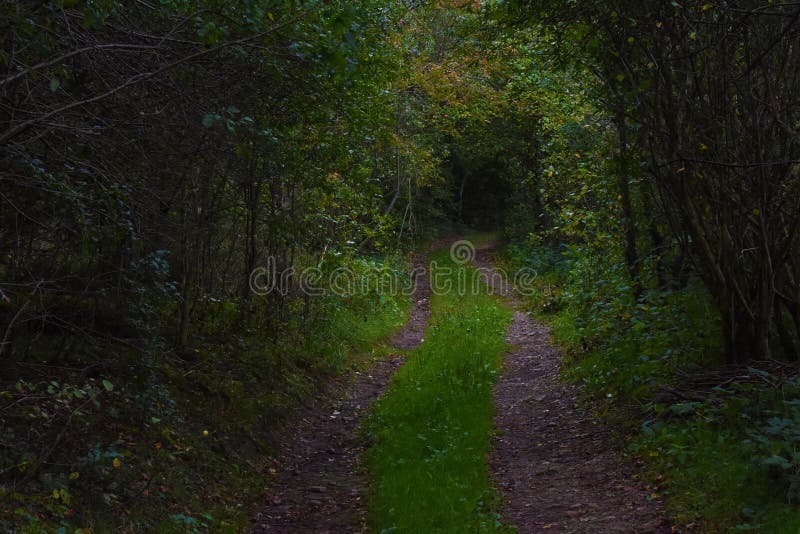 Mysterious Dark Pathway Road in the Woods Stock Image - Image of light ...