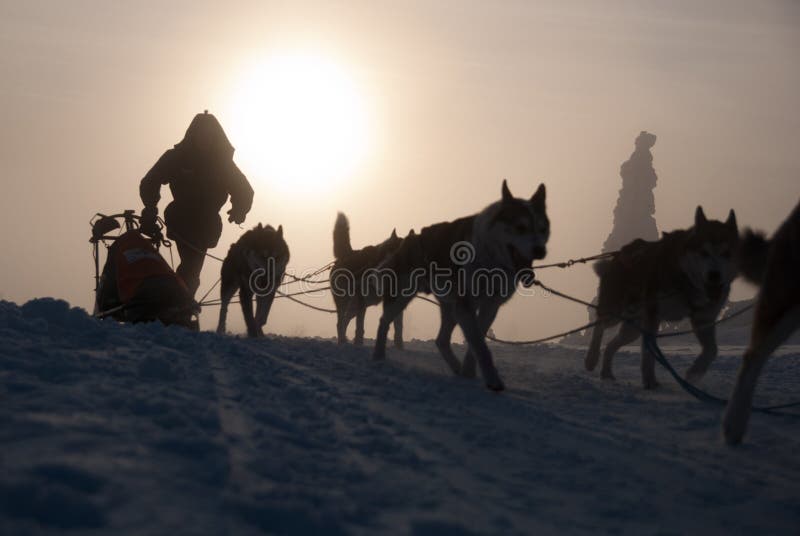 Dog Sled Silhouette on a White Background Stock Illustration ...