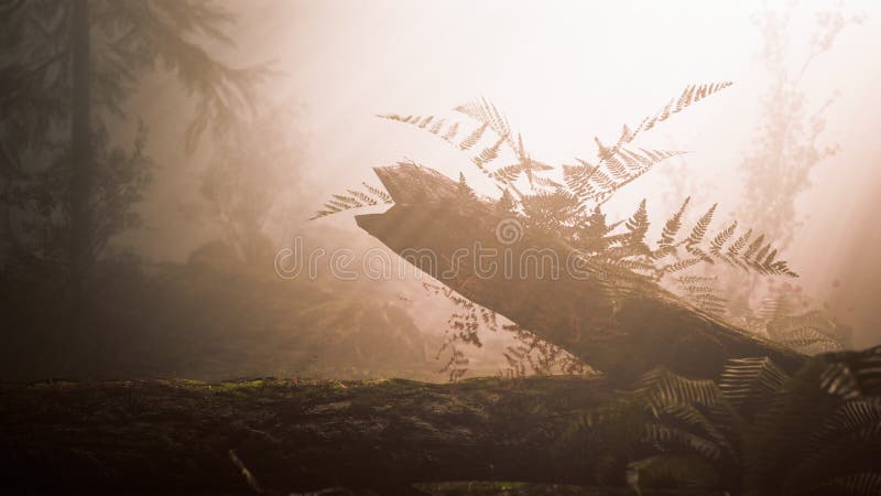 Mysterious Fairy Tale Deep Magic Forest Stock Image - Image of light ...