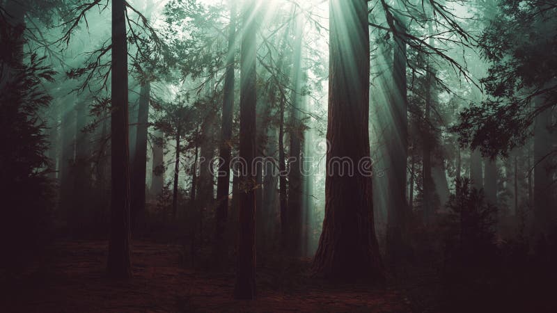 Mysterious Fairy Tale Deep Magic Forest Stock Photo - Image of nature ...